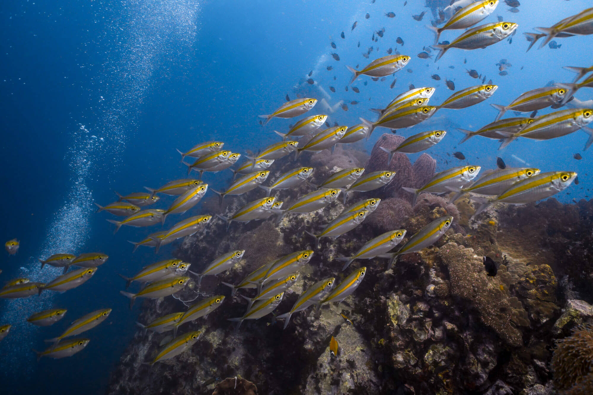 SSI Fish Identification Course – Goodtime Adventures